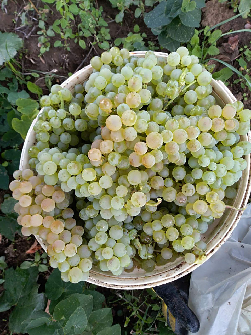 Poama pentru vin aligote foarte buna in poze se vede direct de pe cimp ...