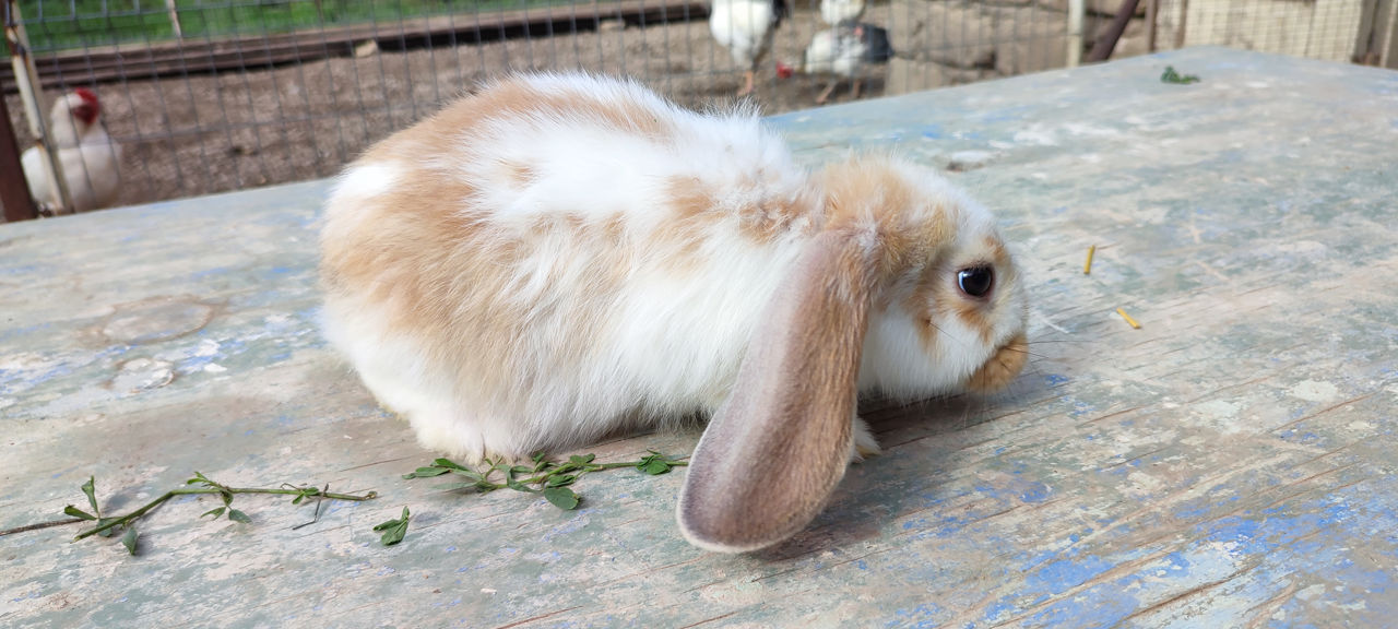 Iepuri berbec german