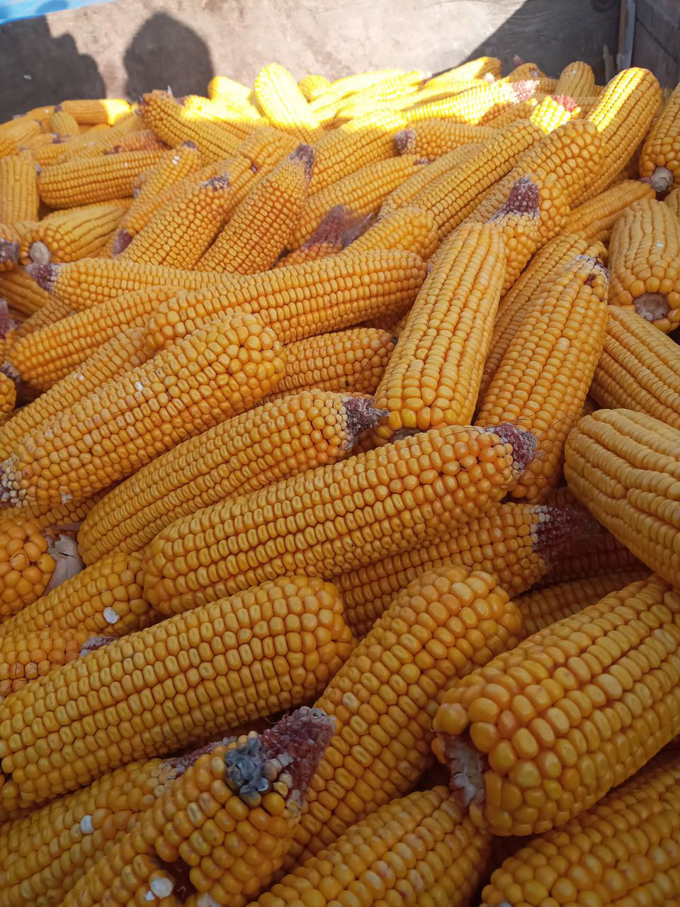 Cumpar porumb stiuleti, popusoi.