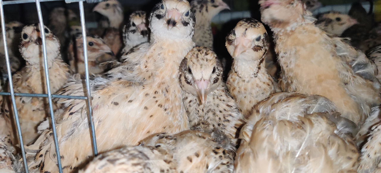 Prepelite перепелки