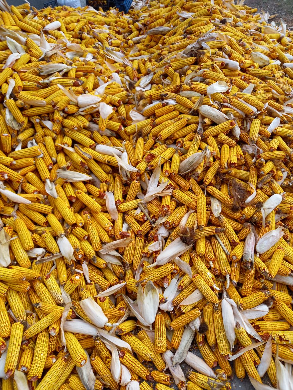 Vind porumb tot cu ciocălău