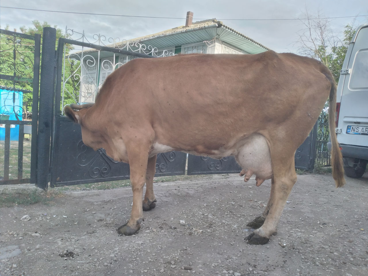 Vind vaca buna de lapte vaca i insamintata de 3 luni se mulge 18 litri pi sutca la moment