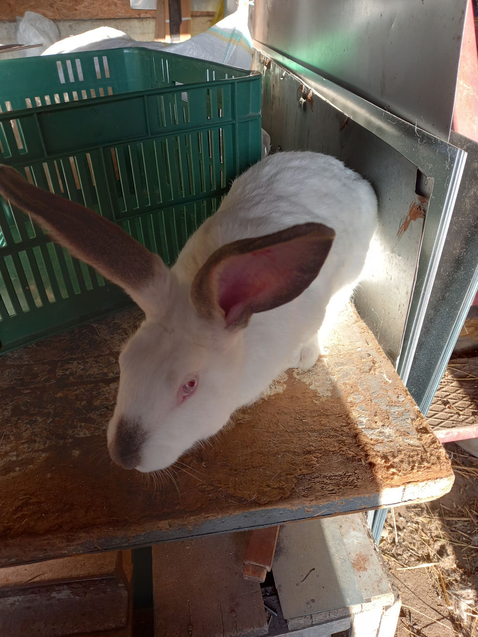 iepuroaice insamintate trebuie sa nasca in noiembrie, iepuroi lucratori