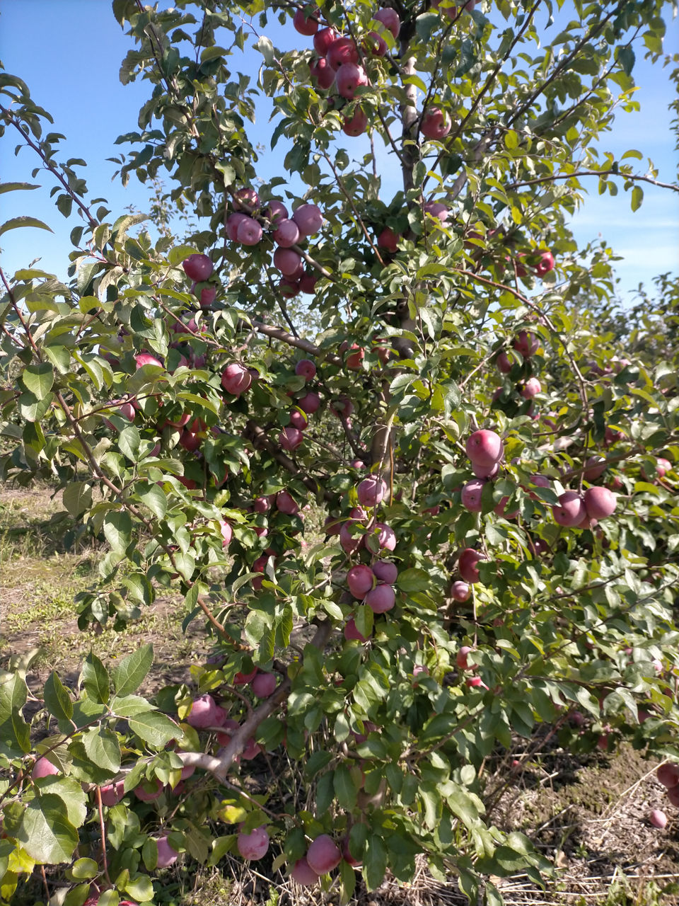 MERE FLORINA CALIBRUL 6.5 + LIVADA TINARA