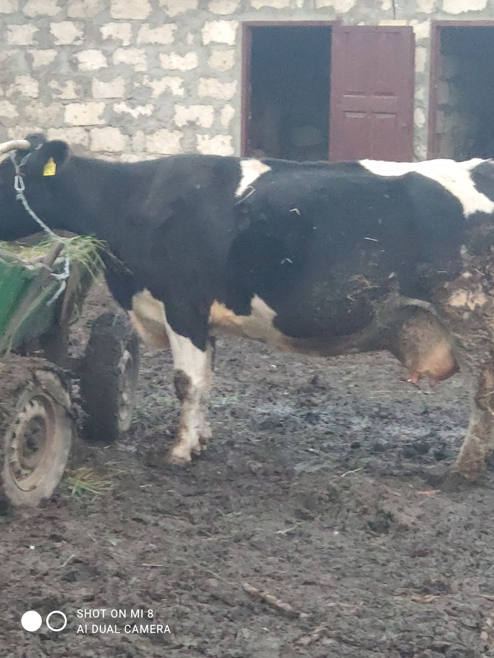 Vind vaca buna de lapte se mulge pina fata foarte cuminte.