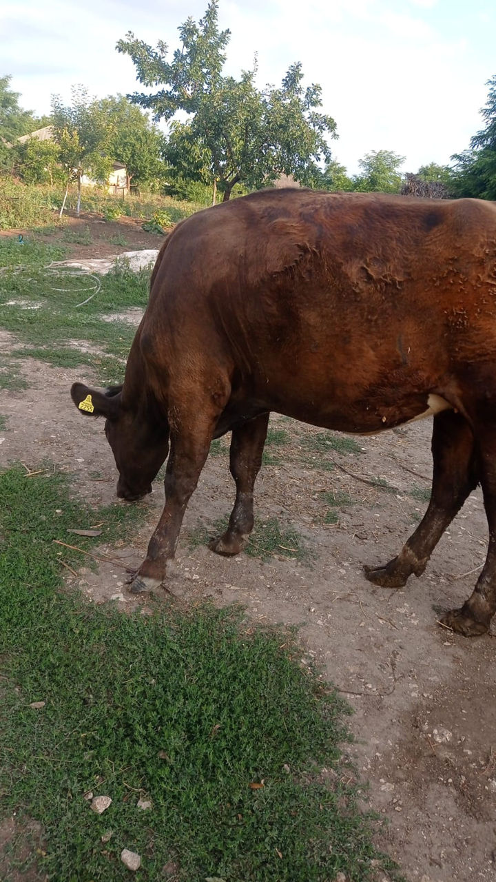 Se vinde junca a făta