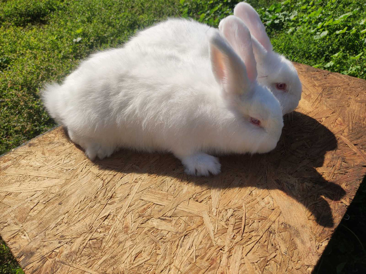 Iepuri neuzelandez de 3 luni