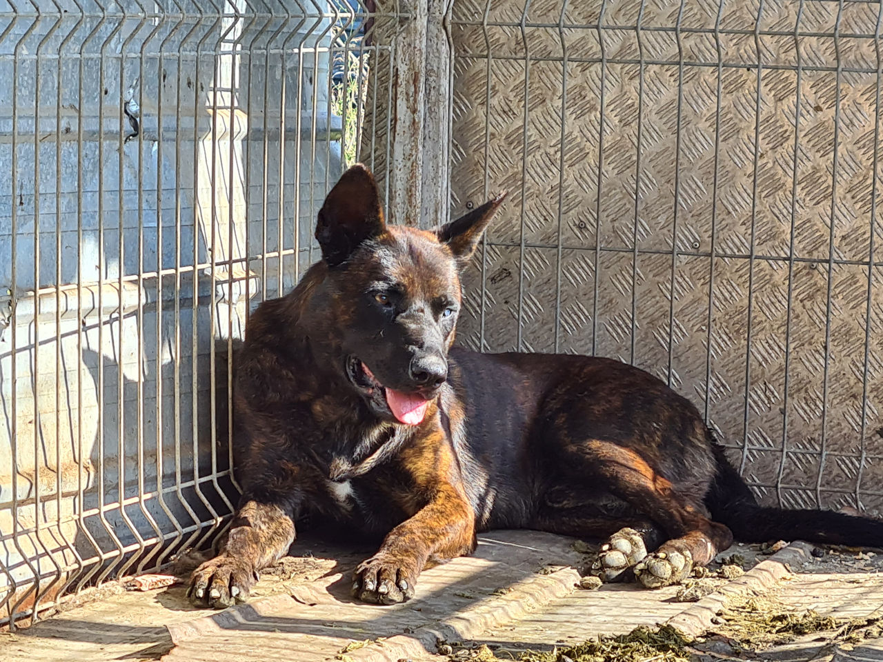 Cine lup belgian, rasă pură, Paște oi, vîrsta 5ani