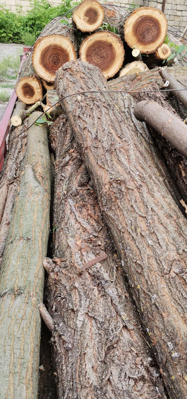 Lemne de foc - specii tari Salcam Ulm Artar