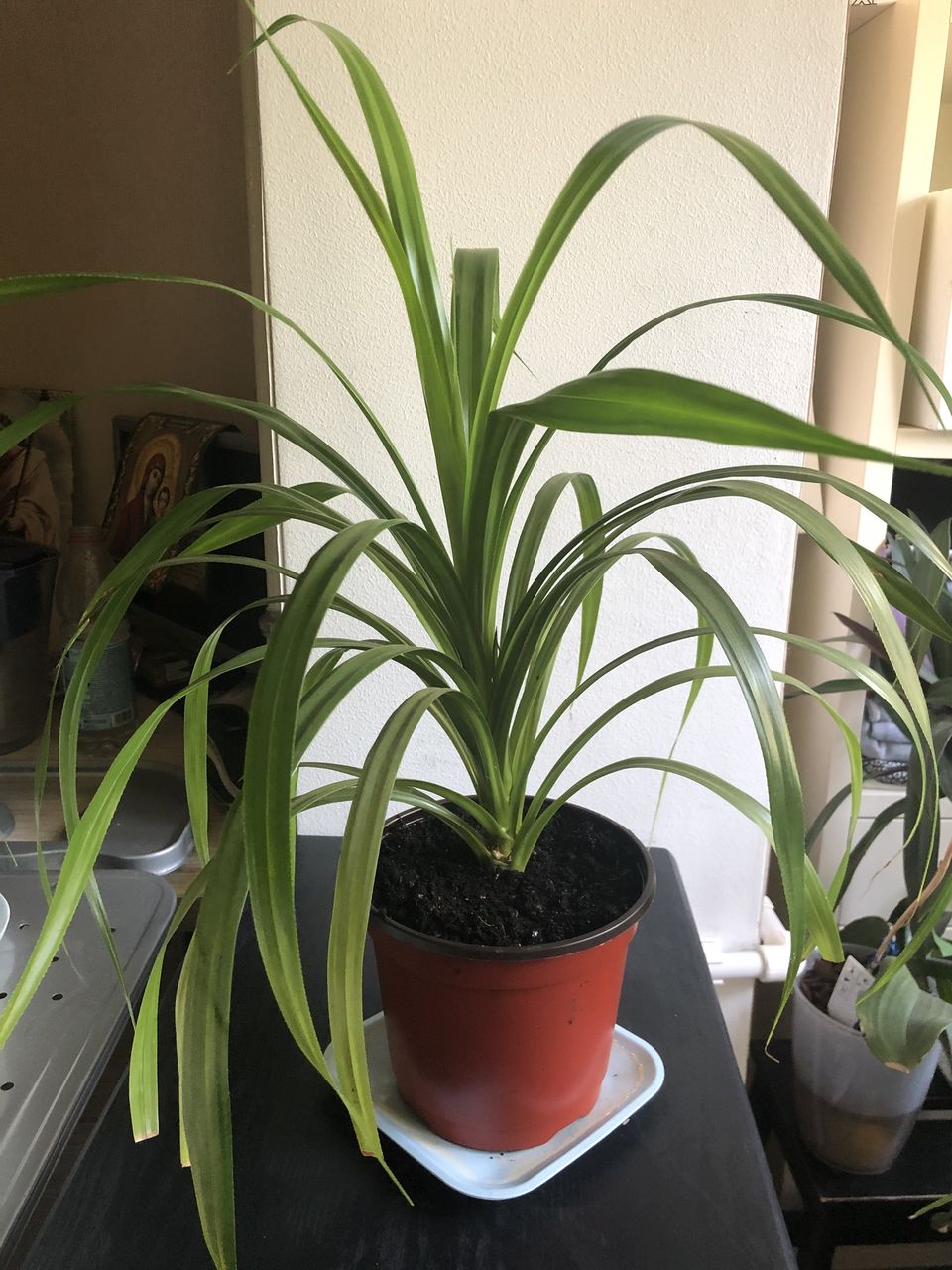 Plante de camera maxim 30 lei