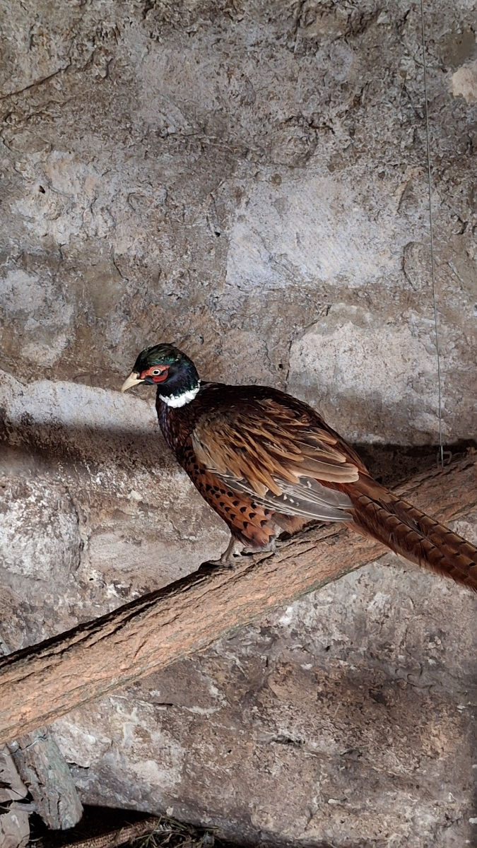 Fazani vânătorești