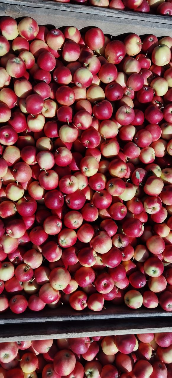 Mere Gala Champion 65+ Frigider