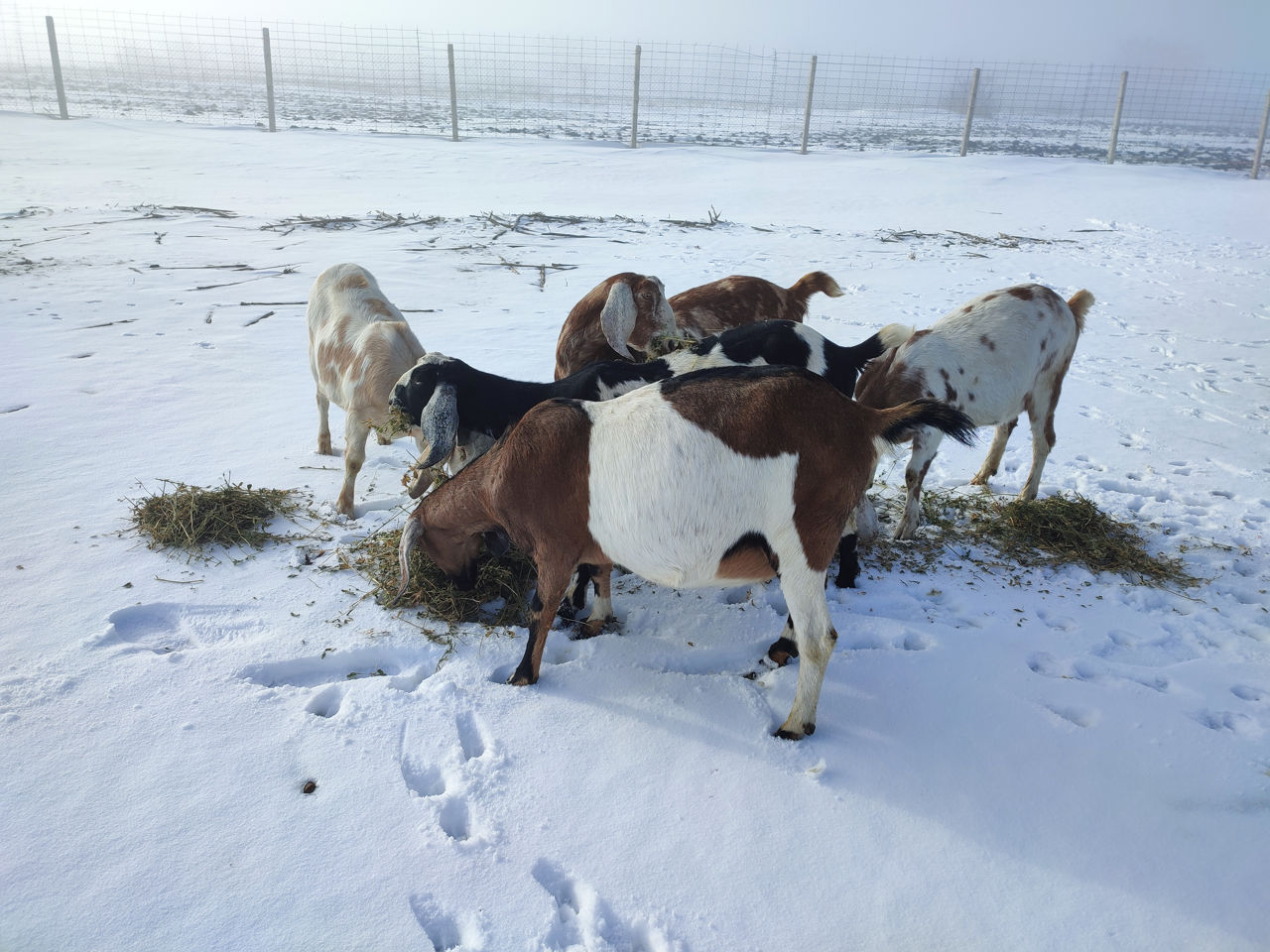 Vind capre anglo nubiene gestante