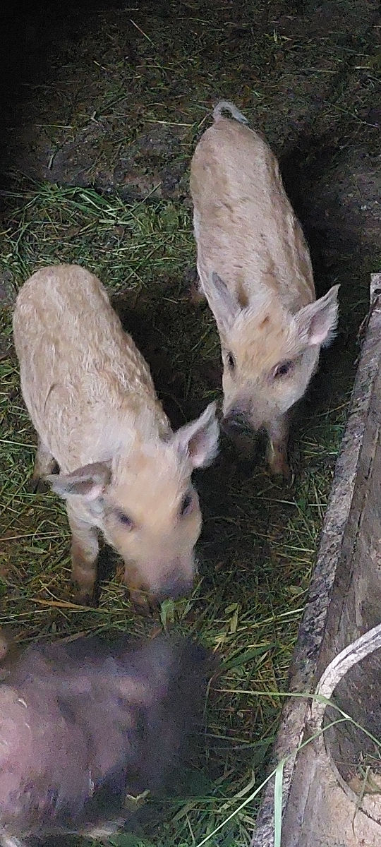 Vind purcei mangalita rasă curata