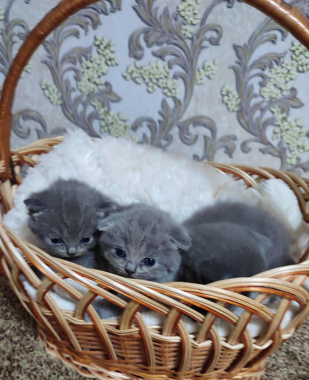 Шотландские вислоухие малыши