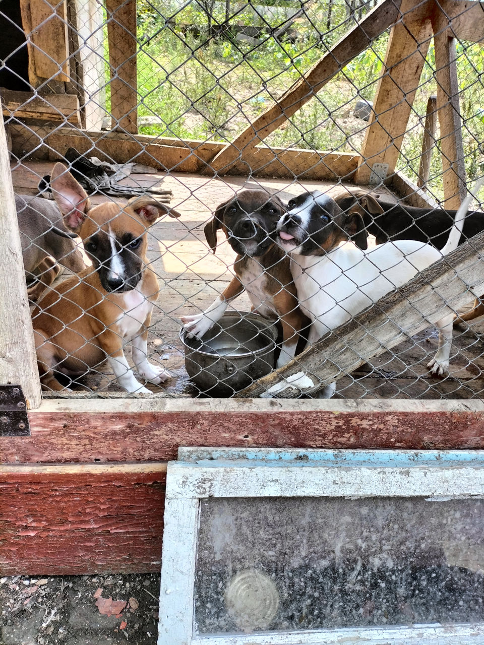 Vind catei de rasa pidbuli