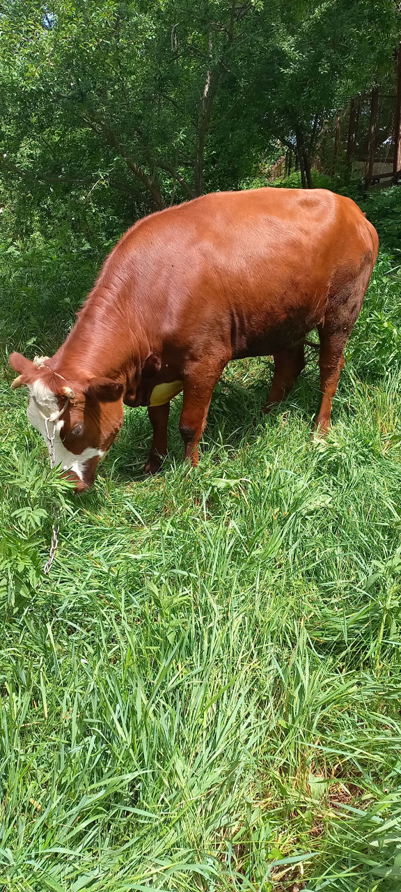 Se vende o vițică,are un an jumate 400 kg