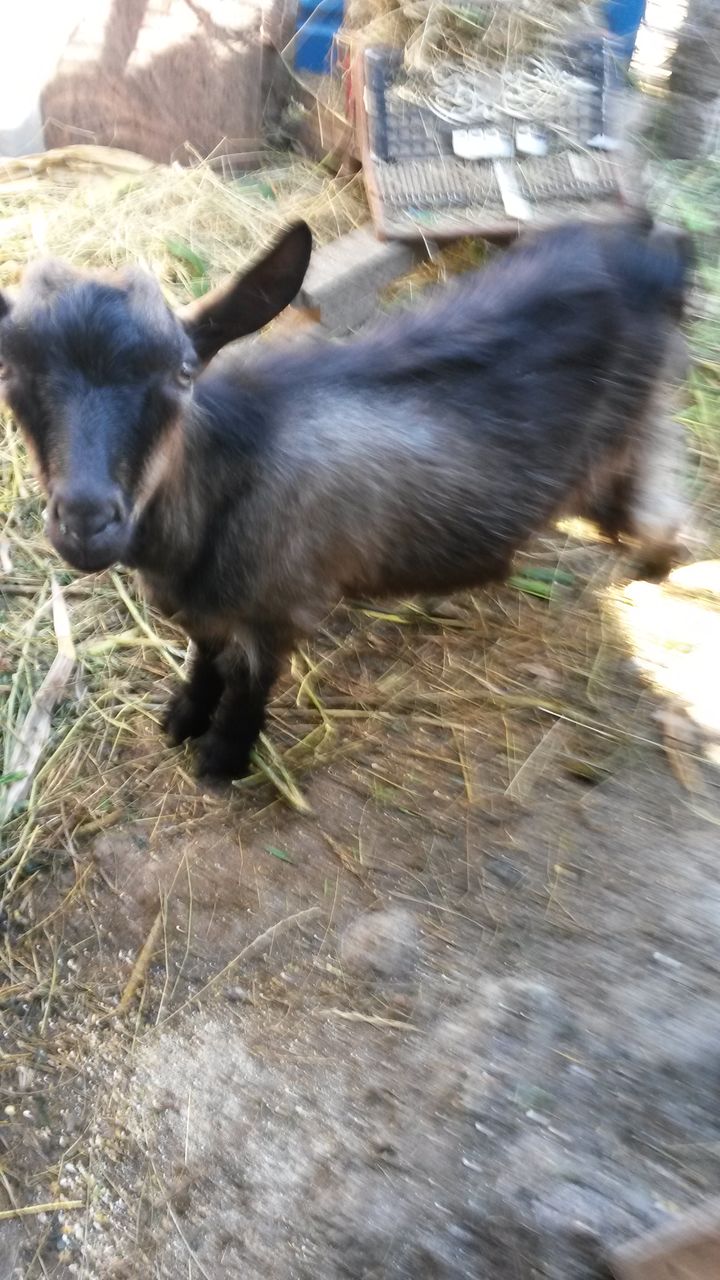 tapi de rasa metis cu anglonubian