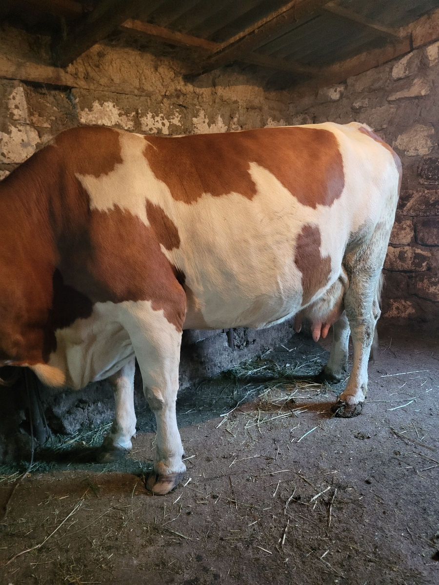 Vind vaci mulgatoaei