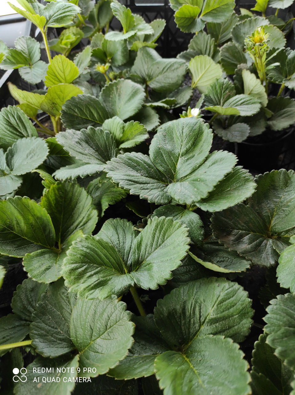 Rasad de capsuni,Albion,cabrillo,malga,alba,marmelad,