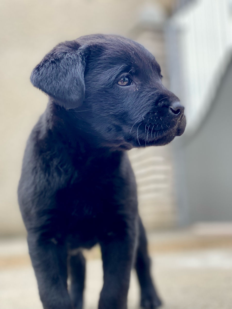 Vând cățel de labrador