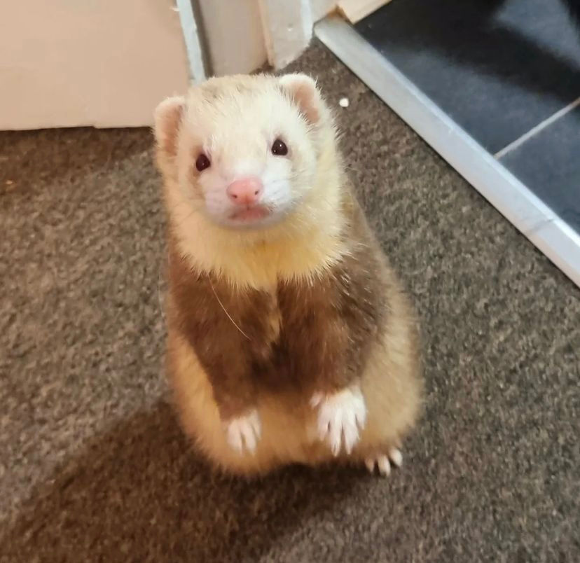 Куплю хорька Cumpăr dihor