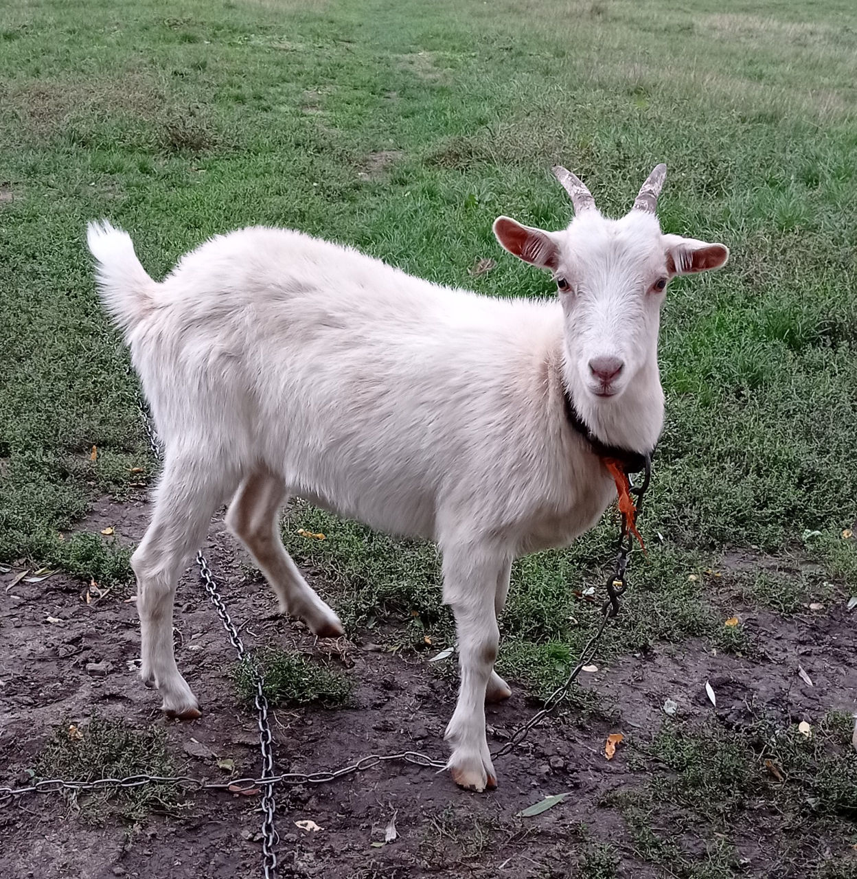 caprita tinara 6 luni