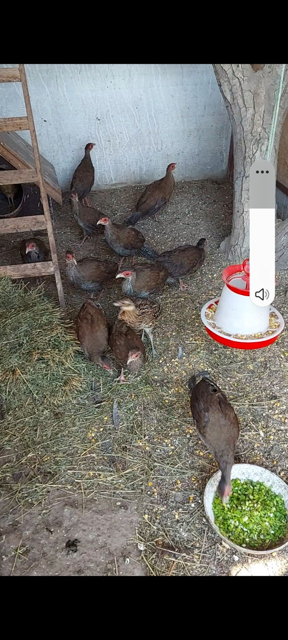 Fazani argintii 2022