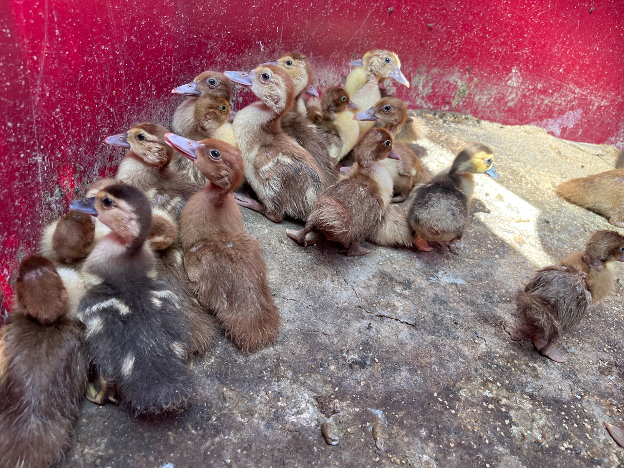 Vind Ratuste mute 14 zile