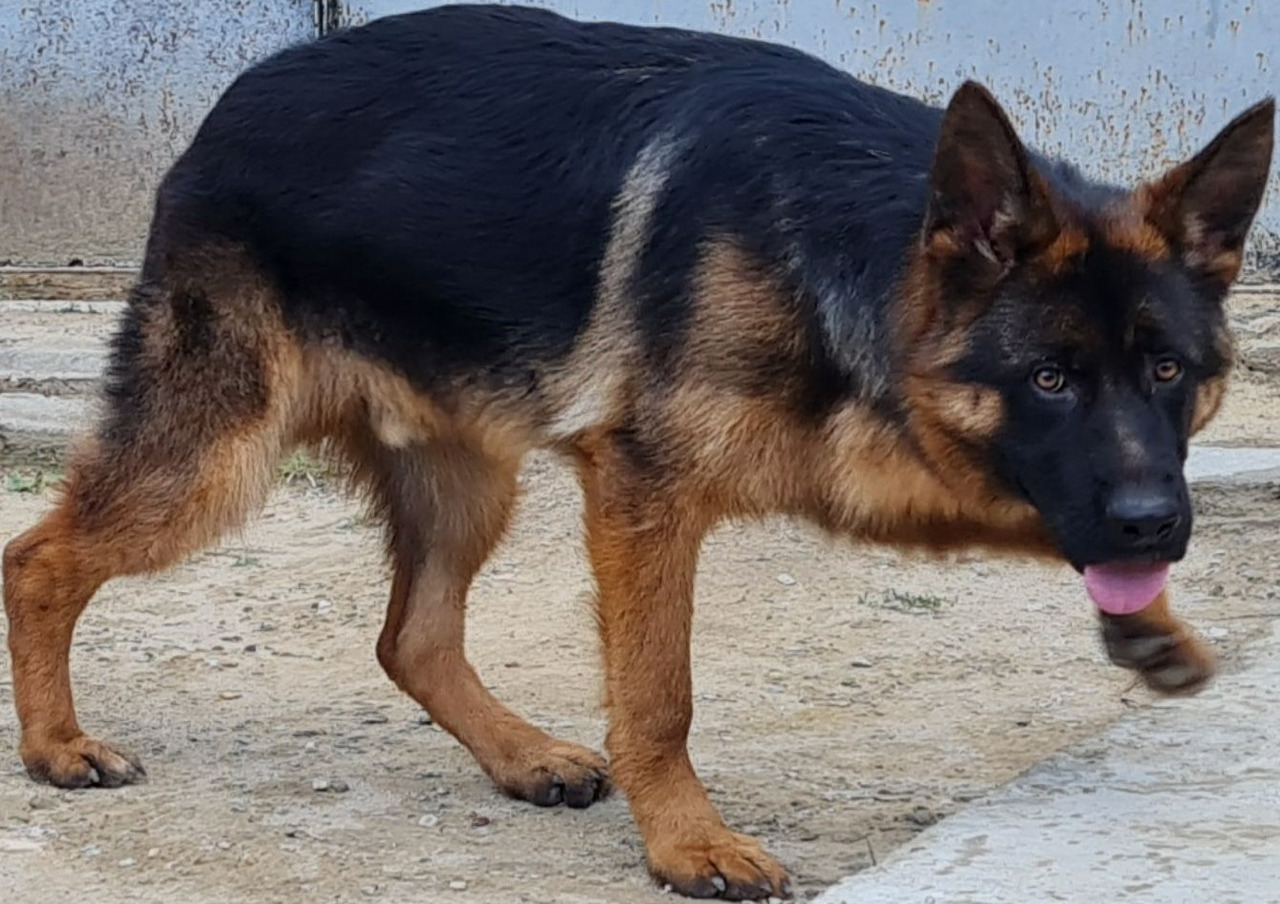 Ciobanesc German (mascul)