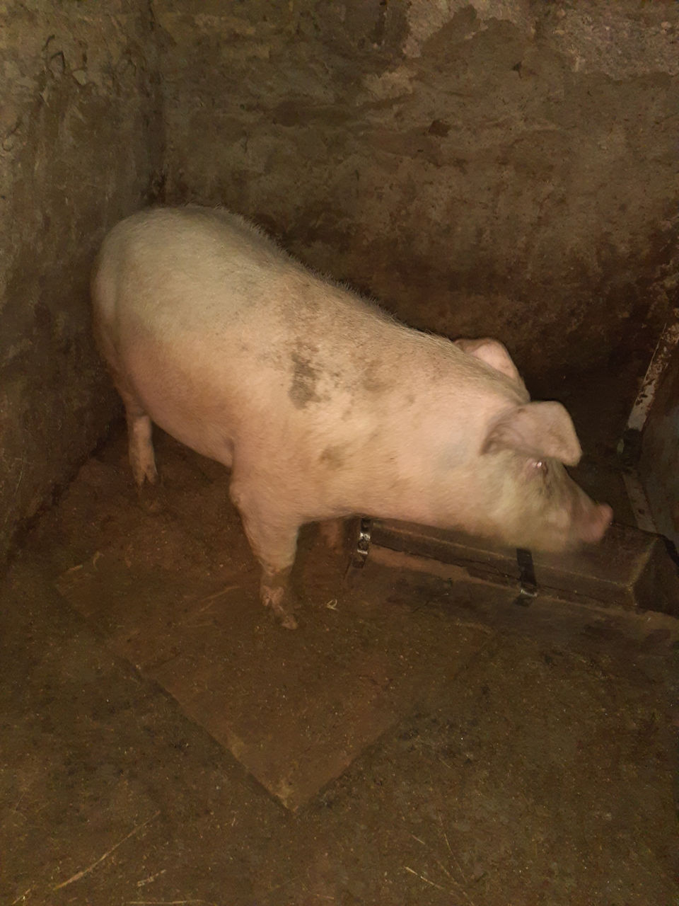 Vînd purcel de casă 65 lei/kg