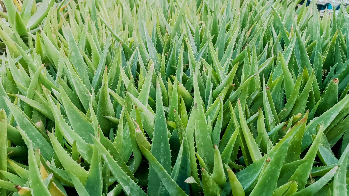 Aloe Vera, 4 varietăți