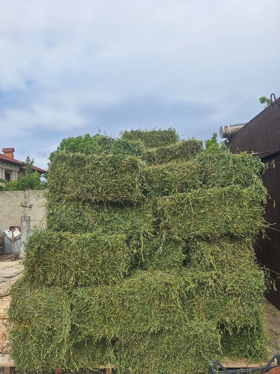 Vând baloți de lucernă de calitate superioară.