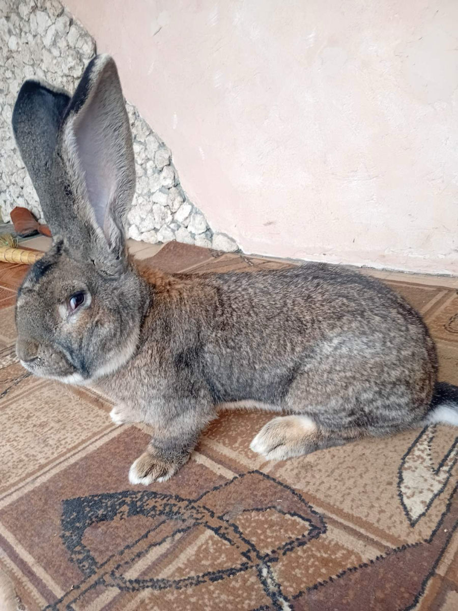 Iepuri, Chișinău mun.