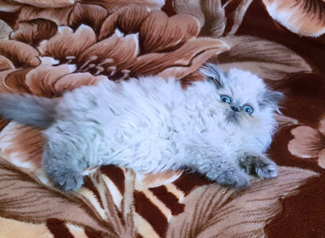 Pui pisica persana Blue Point Himalayan Superb.Blue eyes!Doll face.