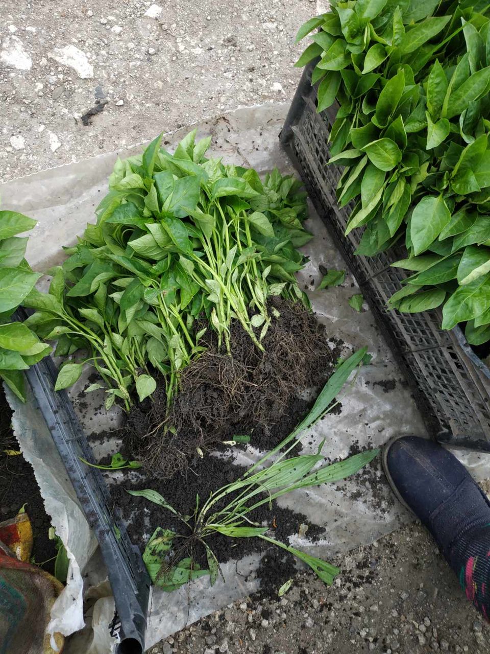 Rasad de ardei/gogosari