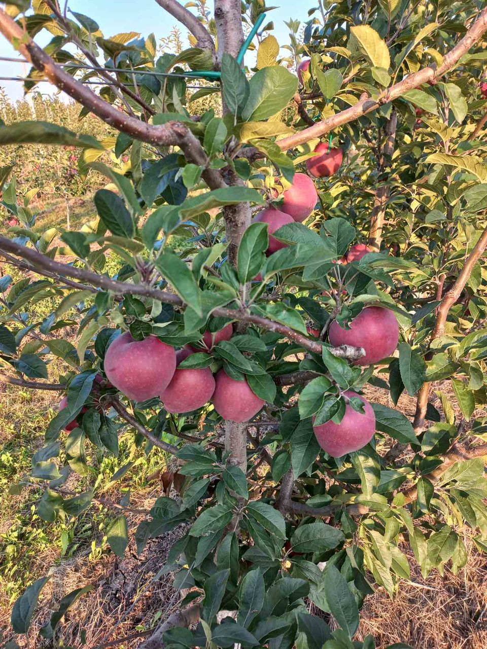 Vindem mere Red Welox, Red Jonaprince, Generos, Gala