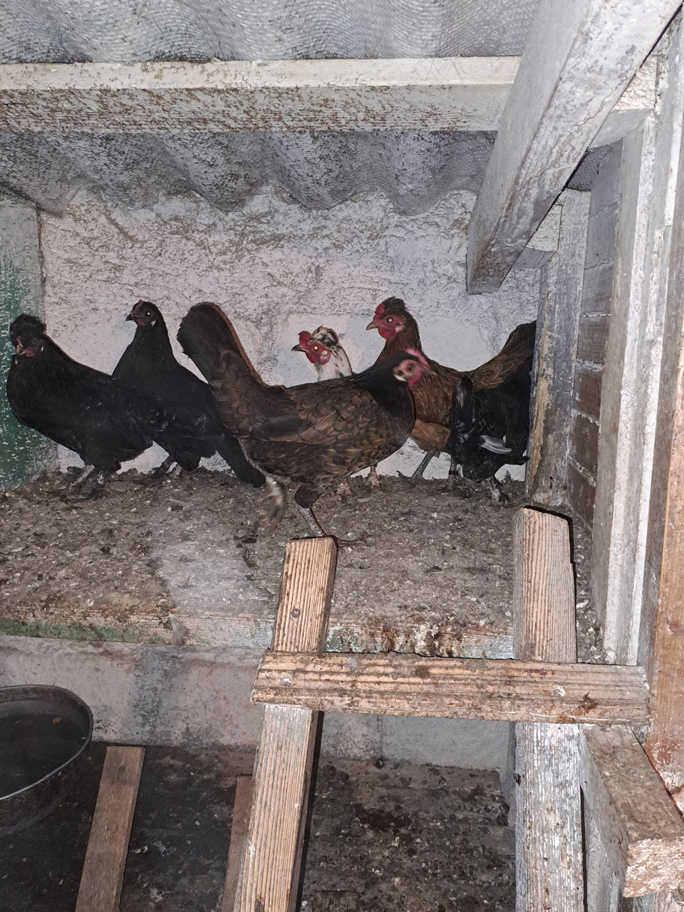 Gaini si cocosi pitici