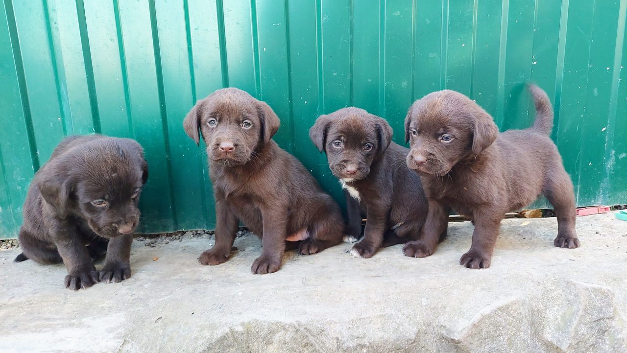 Labrador Retriever Ciokolatt
