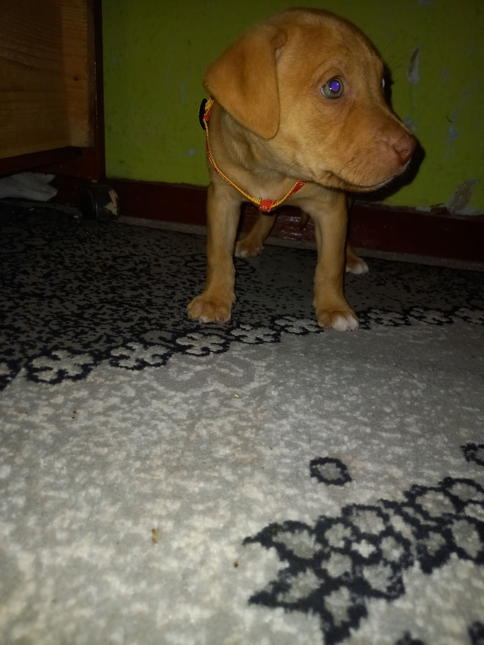 Vind catei de pitbul