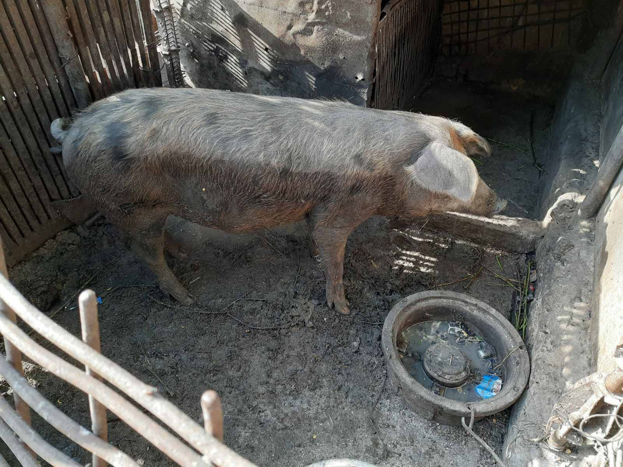 Vind 2 porci de rasa de carne 90- 100kg.