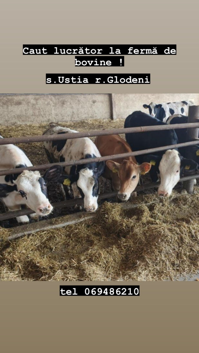 Se cauta lucrator la ferma de vaci