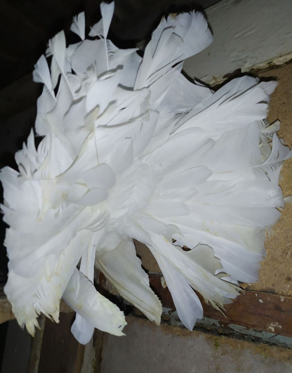 Hulubi Pavlini ,poștașii albi și paiasîvi