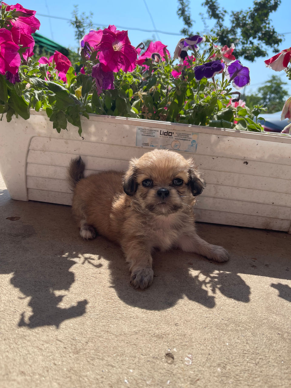 Vând cățeluși de rasă pechinez