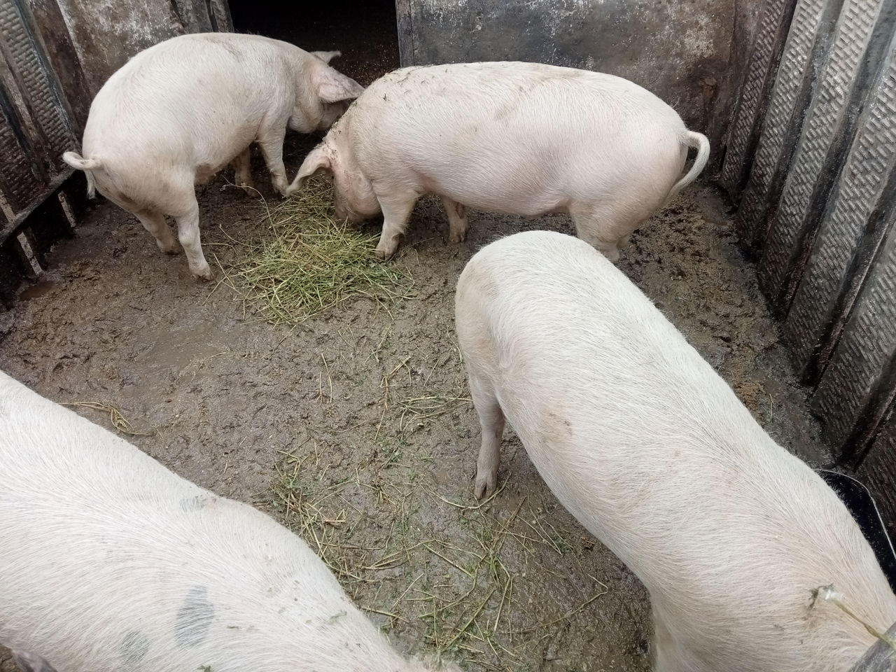 Vind porci crescuți în condiții de casa