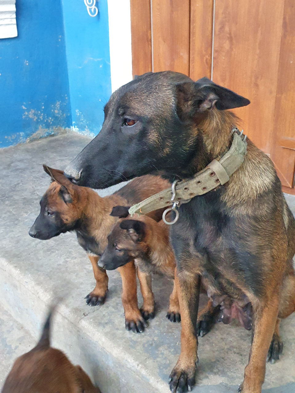 Catelusi de rasa curata ciobanesc belgian Malinois(2 fete si un baiat)