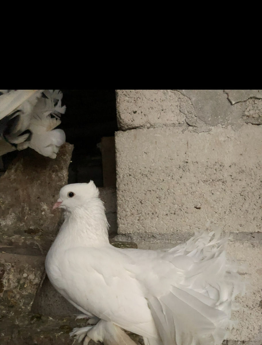 Porumbei