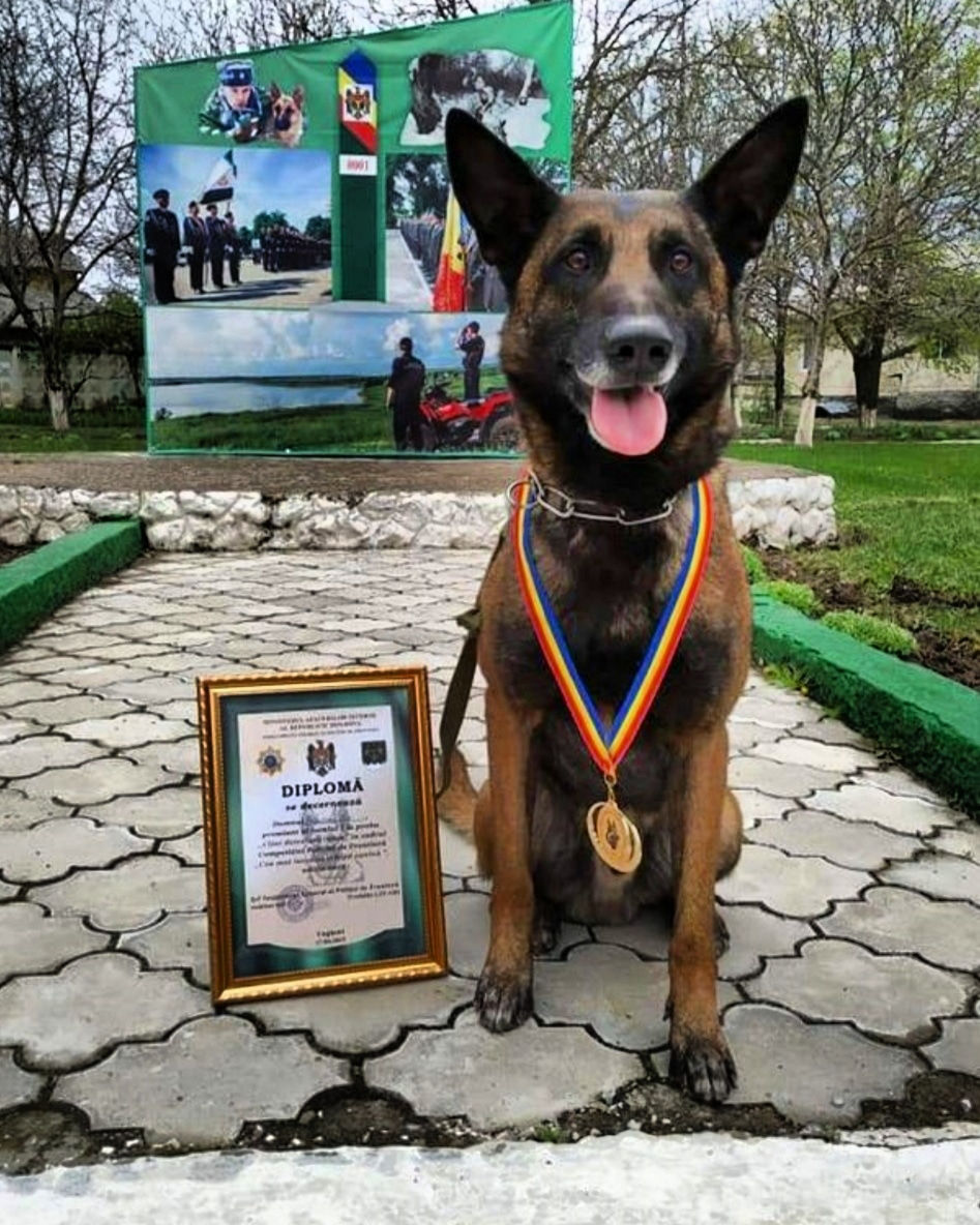 Se vinde cîne Rasa Ciobanesc belgian malinois