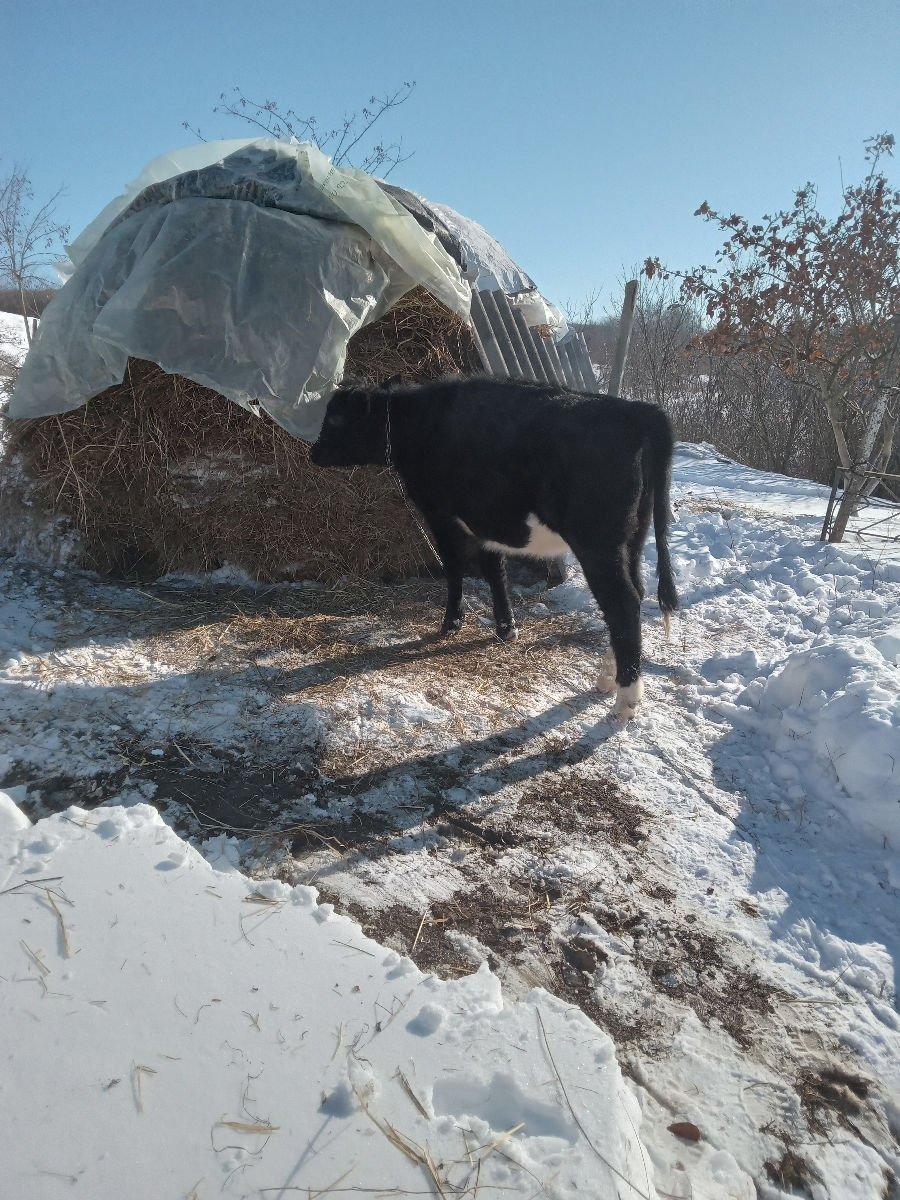 Vînd buhai de 2 luni si vitică de 9 luni cei cointe resati sunati
