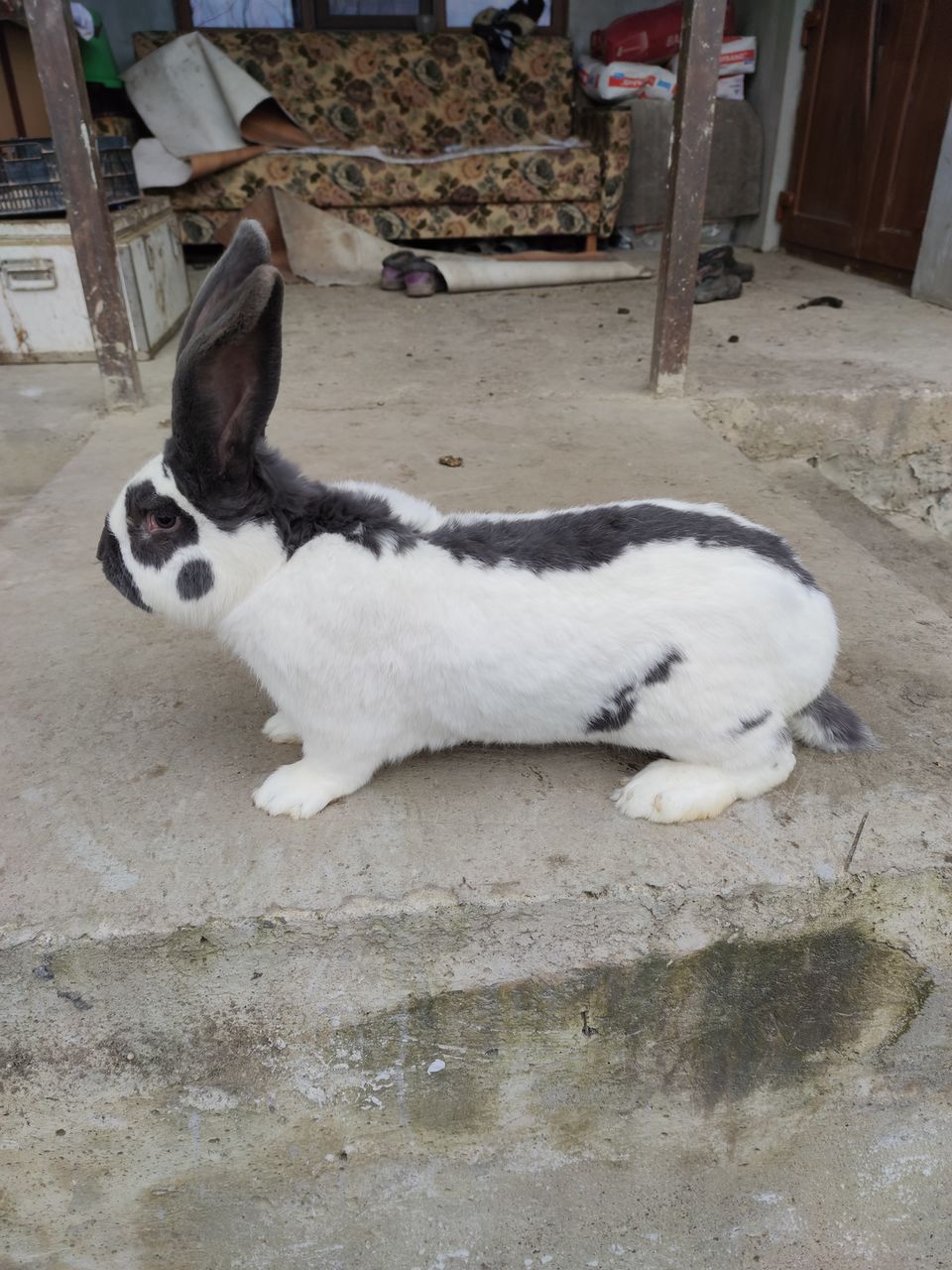 Epuroii fluture german